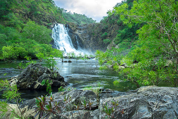 Discover the Daintree Rainforest: Australia's Biodiversity Wonderland