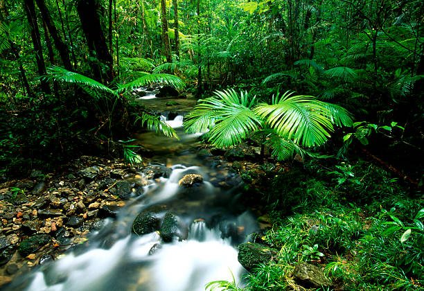 Discover the Daintree Rainforest: Australia's Biodiversity Wonderland
